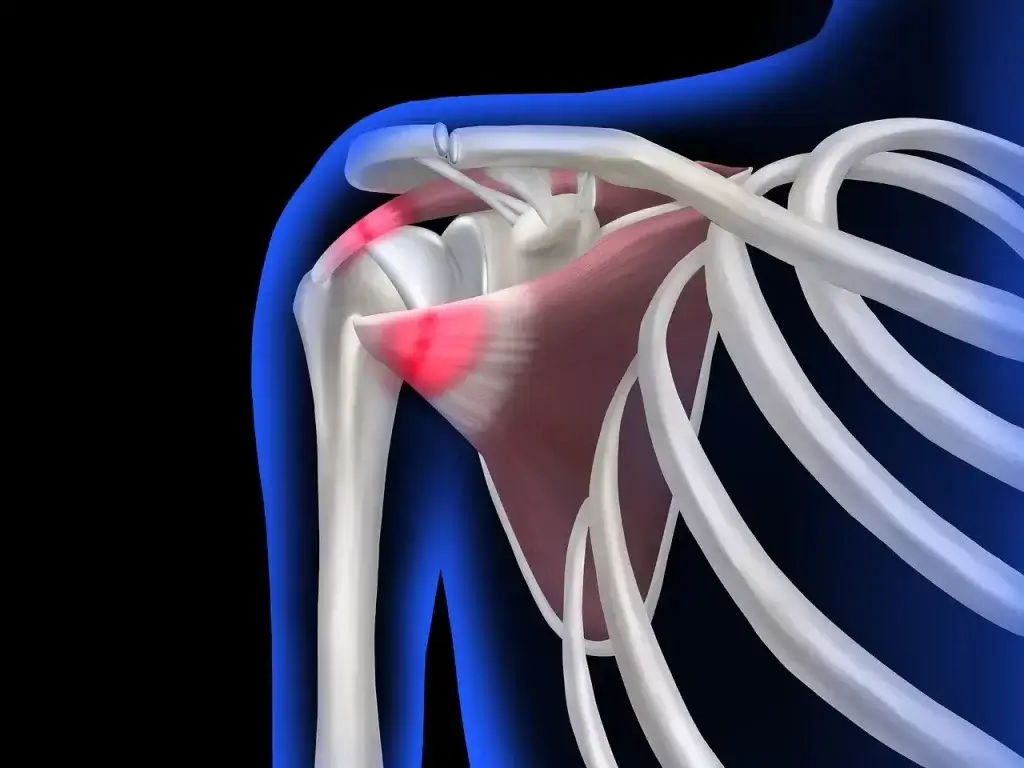 Manguito Rotador - Anatomía
